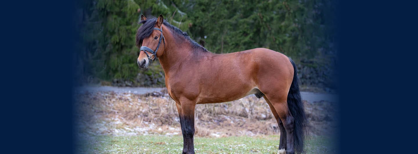 Anpassad foderstat till fångkänslig häst | Hästfoder för välmående hästar