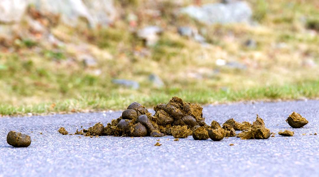 NORMAL AVFÖRING – ETT HÄLSOTECKEN | Hästfoder för välmående hästar